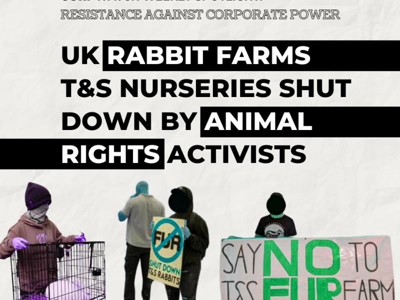 UK Rabbit Farms T&S Nurseries Shut Down by Animal Rights Activists ...