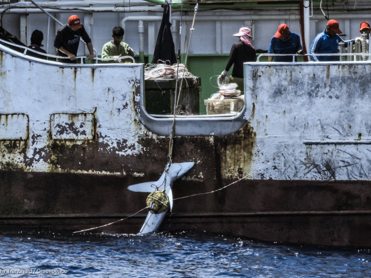 Dalian Ocean Fishing Boats Hunting Sharks To Illegally Harvest Fins ...