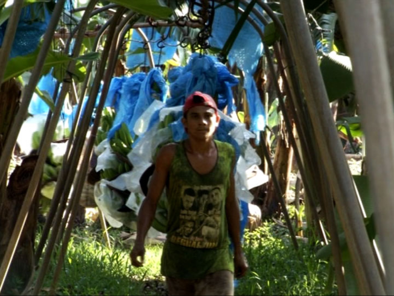 Nicaraguan Banana Workers Lawsuit Over Toxic Pesticide Nemagon Reaches ...