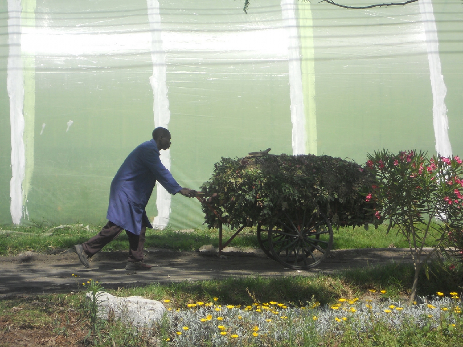 Flower Growers in Kenya Strike Against Karuturi Global | corpwatch